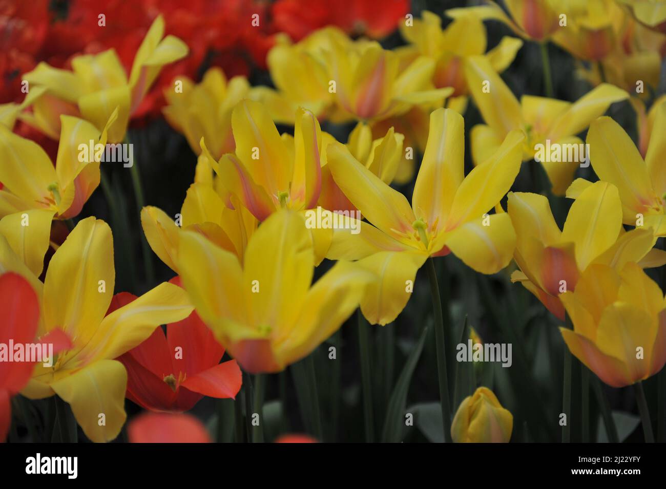 Yellow with pink blush Single Late tulips (Tulipa) Long Lady bloom in a ...