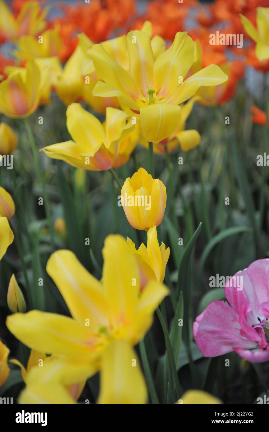 Yellow with pink blush Single Late tulips (Tulipa) Long Lady bloom in a ...