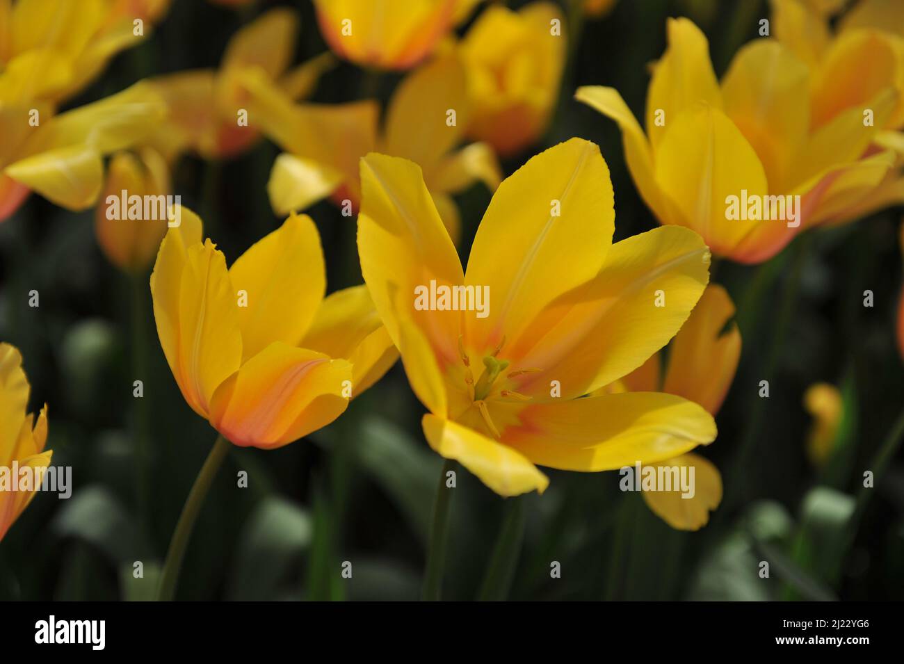 Yellow with pink blush Single Late tulips (Tulipa) Long Lady bloom in a ...