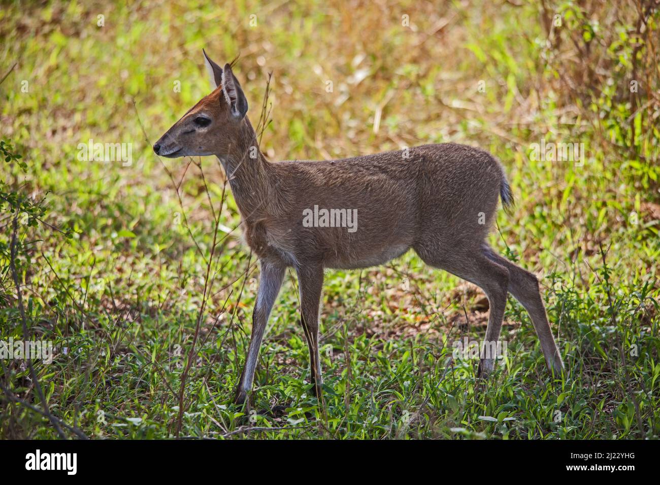 Common Duiker Sylvicarpa grimmia 14737 Stock Photo - Alamy