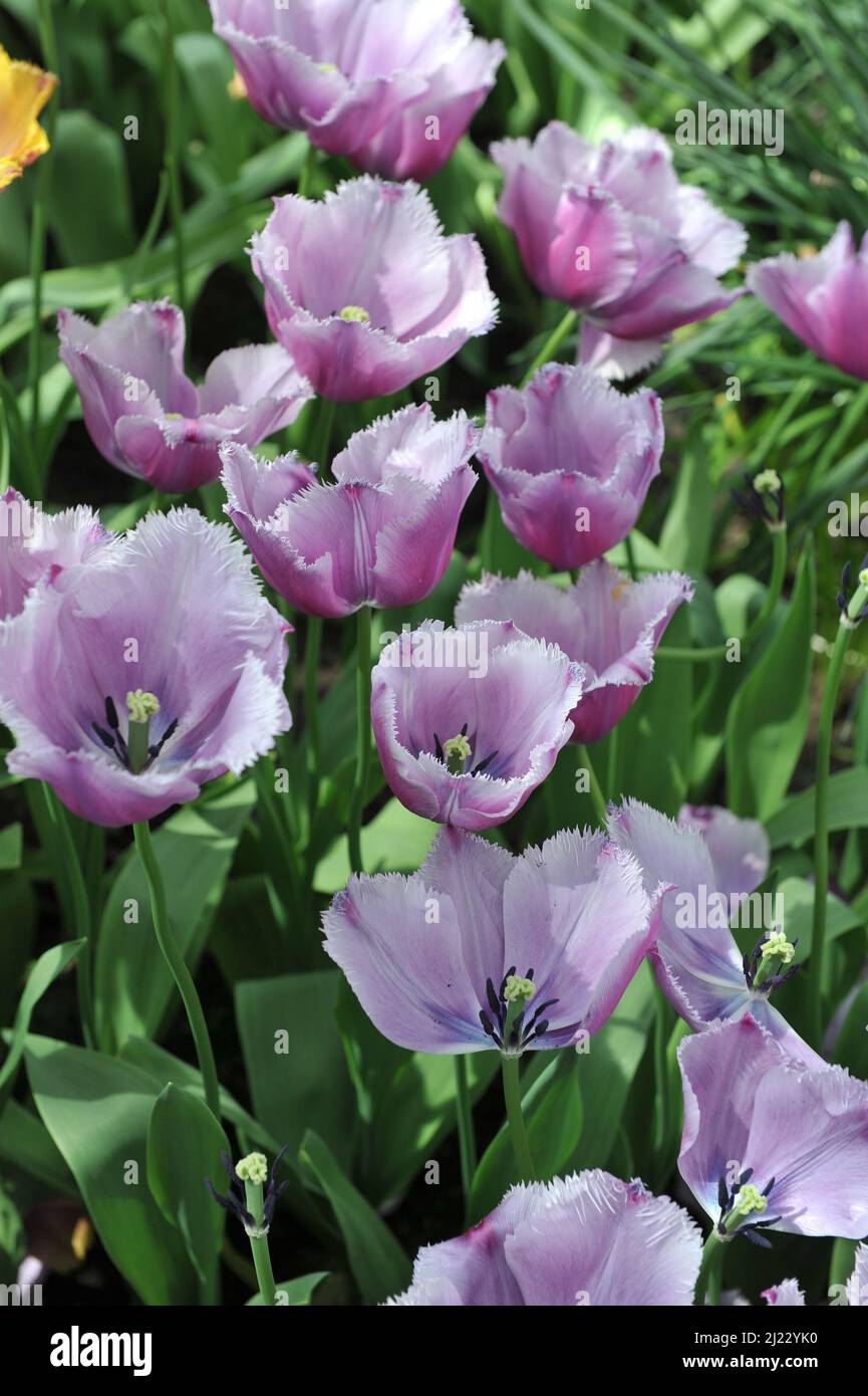 Lilac-pink fringed tulips (Tulipa) Louvre bloom in a garden in April ...