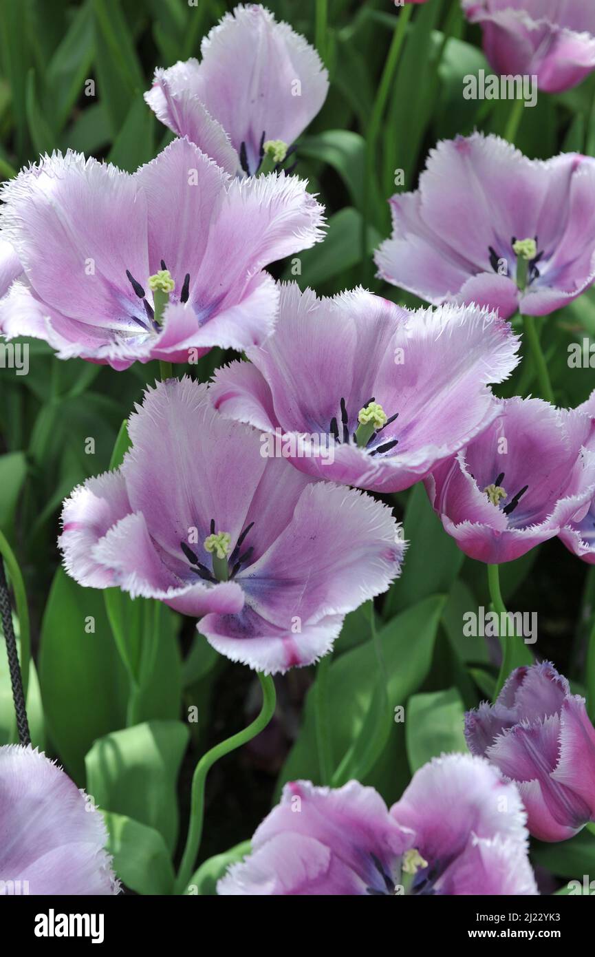 Lilac-pink fringed tulips (Tulipa) Louvre bloom in a garden in April ...