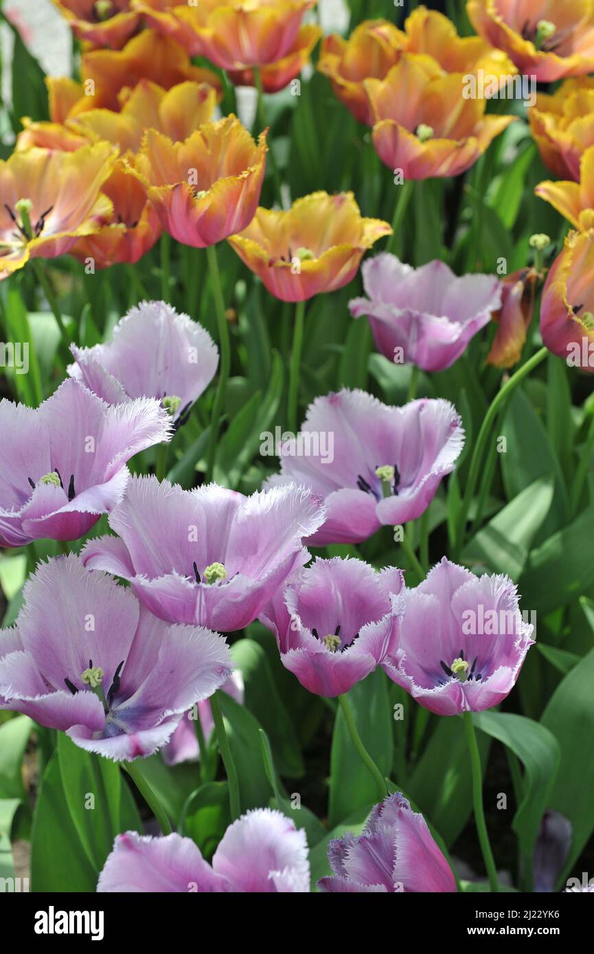 Fringed tulips (Tulipa) Louvre and Louvre Orange bloom in a garden in ...