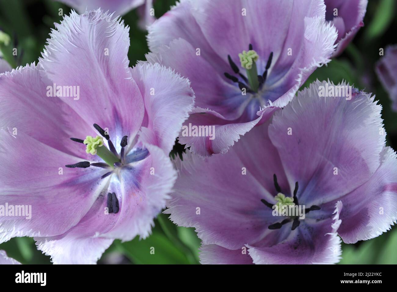 Lilac-pink fringed tulips (Tulipa) Louvre bloom in a garden in April ...