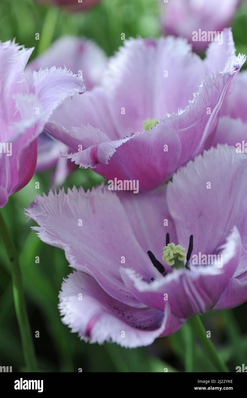 Lilac-pink fringed tulips (Tulipa) Louvre bloom in a garden in April ...