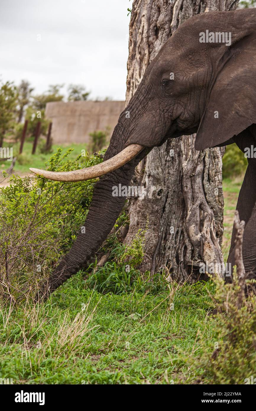 African elephant extinction hi-res stock photography and images - Alamy