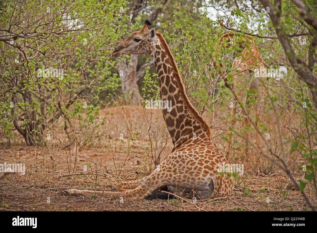 Resting Giraffe 15074 Stock Photo - Alamy