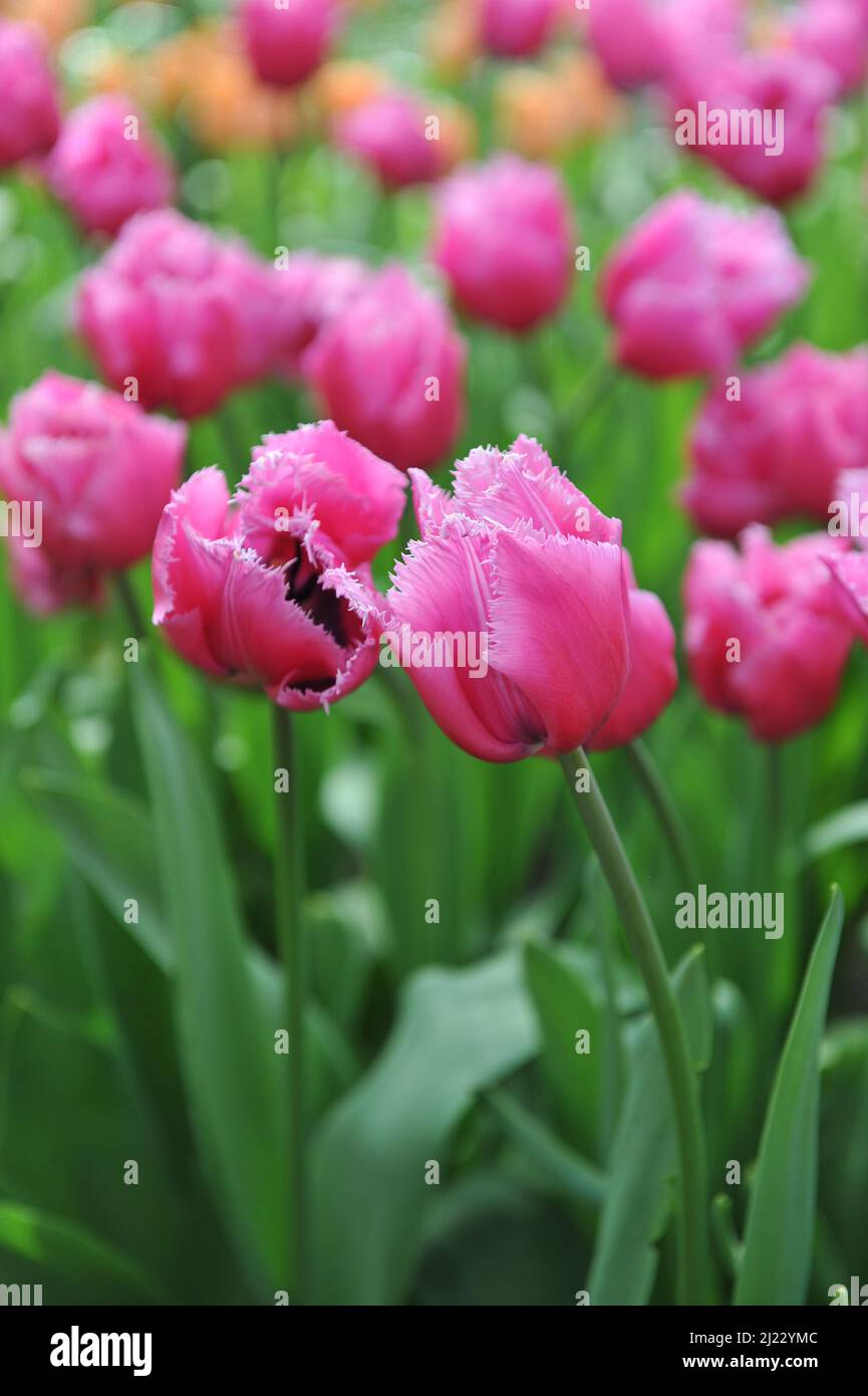 Pink fringed tulips (Tulipa) Louvre bloom in a garden in April Stock ...
