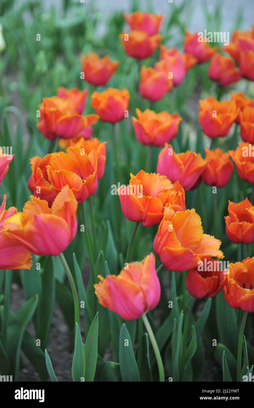 Tulipa louvre orange hi-res stock photography and images - Alamy