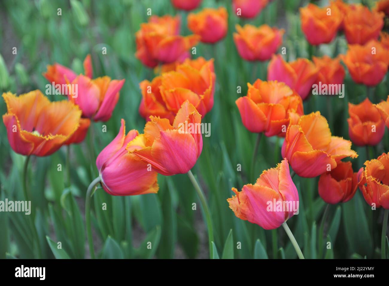 Orange with pink blush fringed tulips (Tulipa) Louvre Orange bloom in a garden in April Stock ...