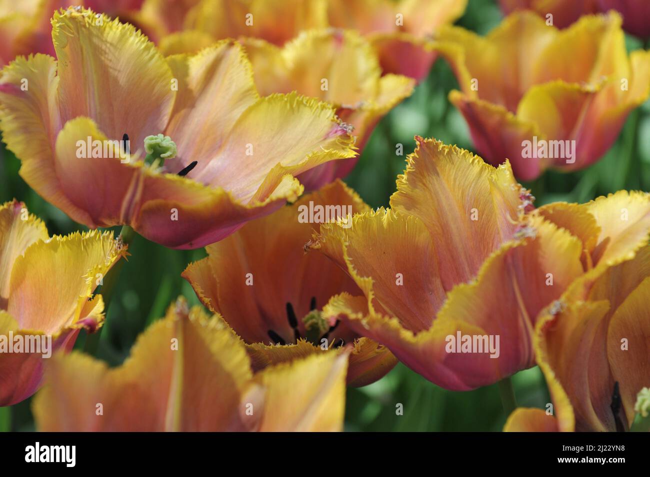 Yellow with pink blush fringed tulips (Tulipa) Louvre Orange bloom in a ...