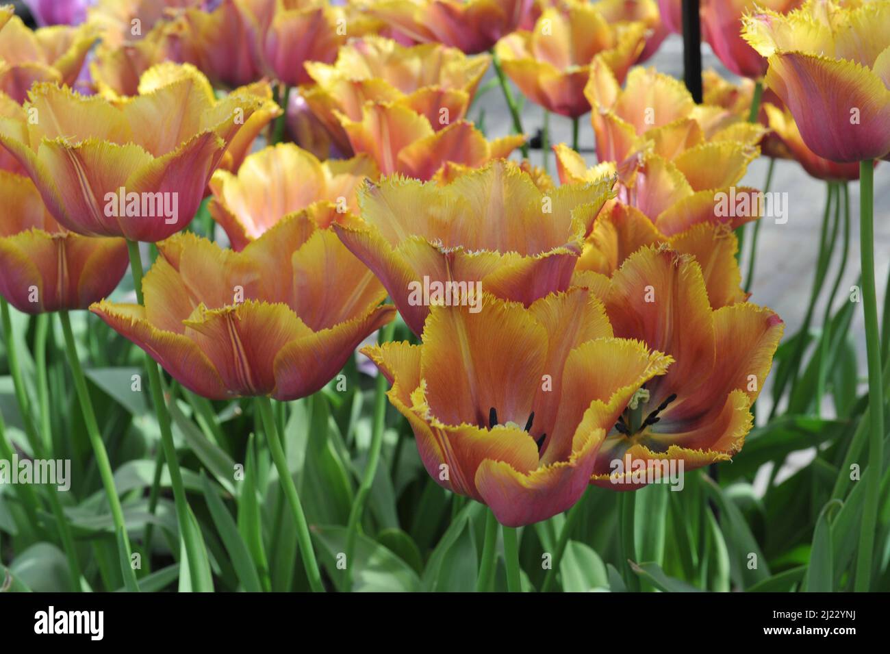 Yellow with pink blush fringed tulips (Tulipa) Louvre Orange bloom in a ...