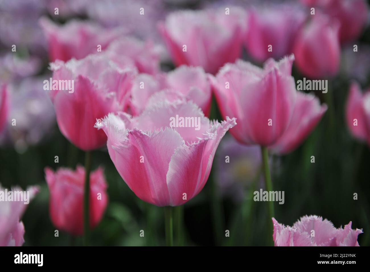 Fringed tulips (Tulipa) Louvre Pink bloom in a garden in April Stock ...