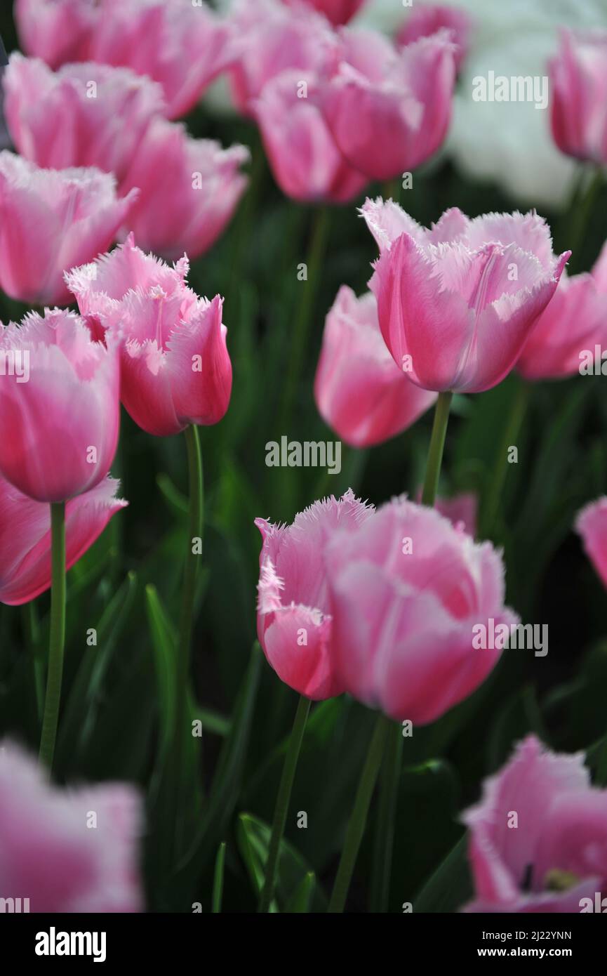 Fringed tulips (Tulipa) Louvre Pink bloom in a garden in April Stock ...