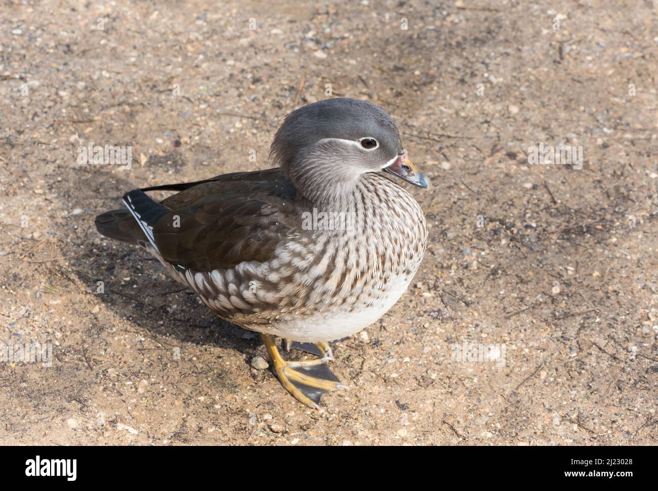 Female Mandarin (Aix galericulata Stock Photo - Alamy