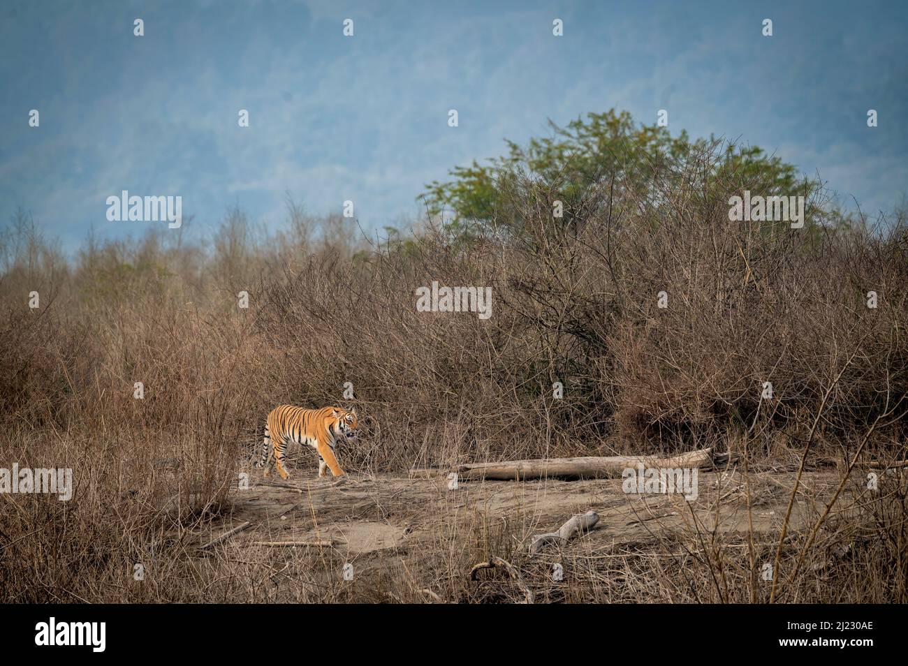 wild bengal tiger on stroll territory marking in natural scenic ...