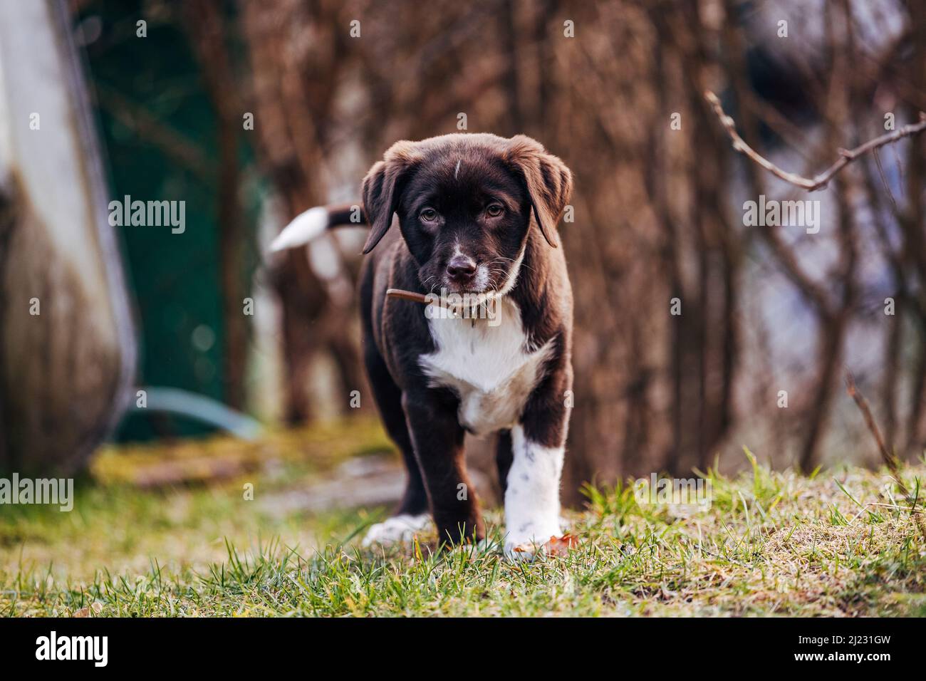 Boxer Australian Shepherd Lab Mix Australian Shepherd Welpen Preis