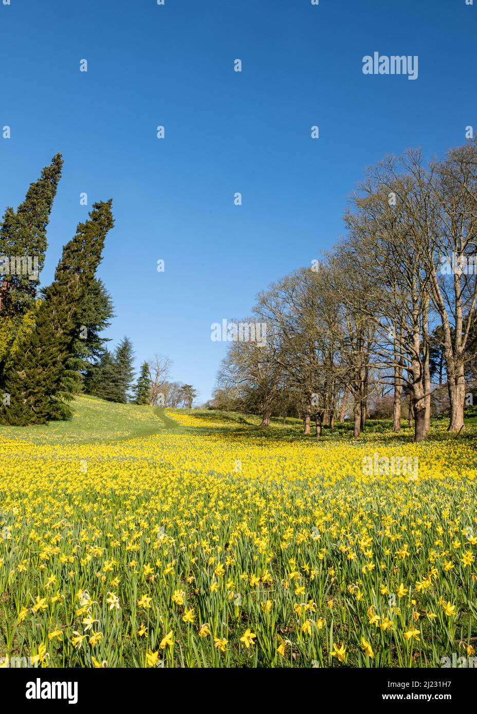 A sea of yellow daffodils in full bloom in 'Daffodil Valley' at ...