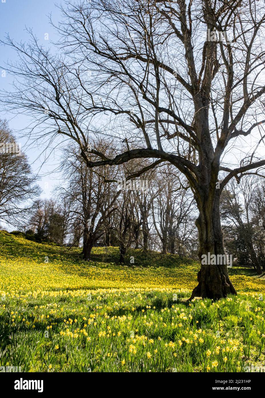 A sea of yellow daffodils in full bloom in 'Daffodil Valley' at ...
