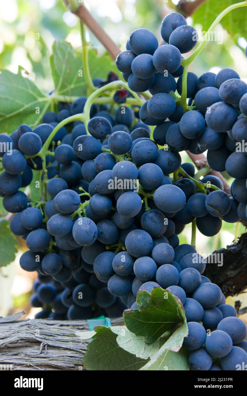 Lush ripened red Wine Grapes on the Vine Stock Photo - Alamy