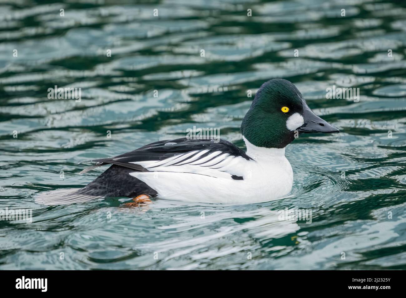 Goldeneye male bird hi-res stock photography and images - Alamy