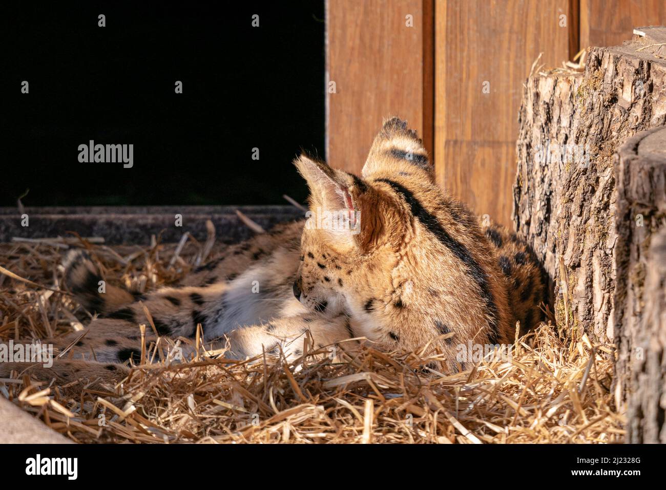 Zoo serval hi-res stock photography and images - Alamy
