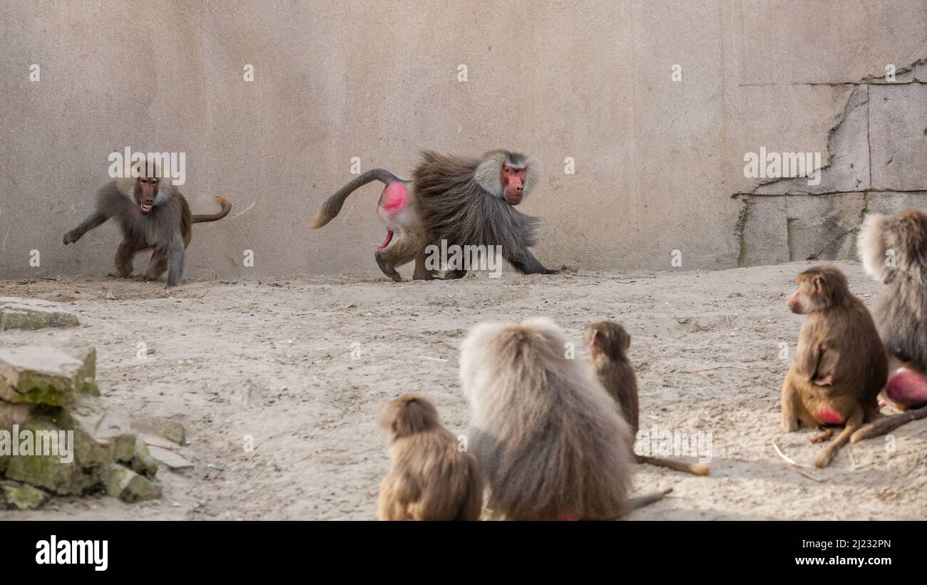 A group of Hamadryas baboons in a concrete enclosure at a zoo Stock ...