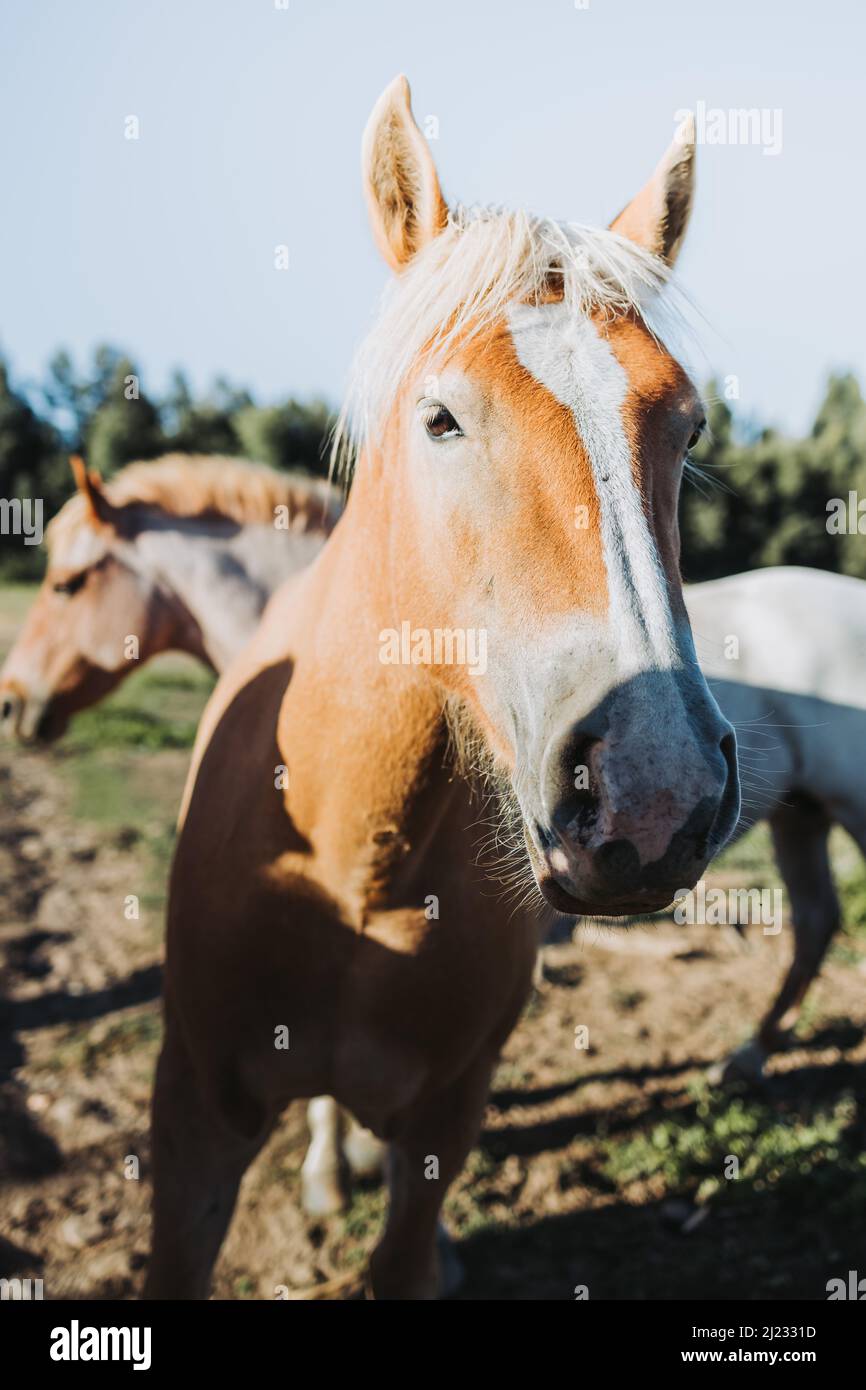 Mammal vertical animal animals hi-res stock photography and images - Alamy