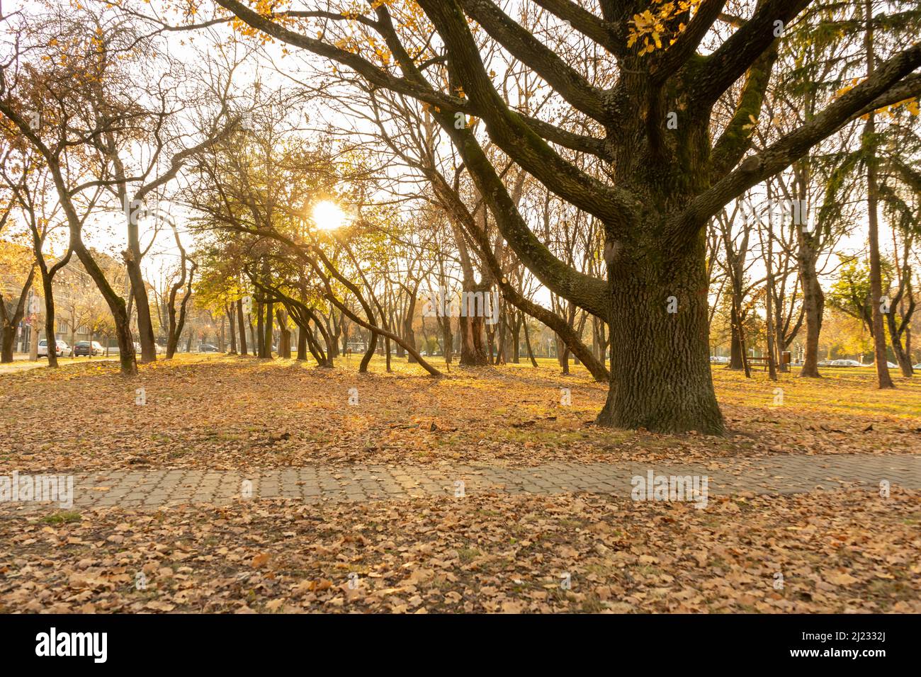 Very thick stem hi-res stock photography and images - Alamy