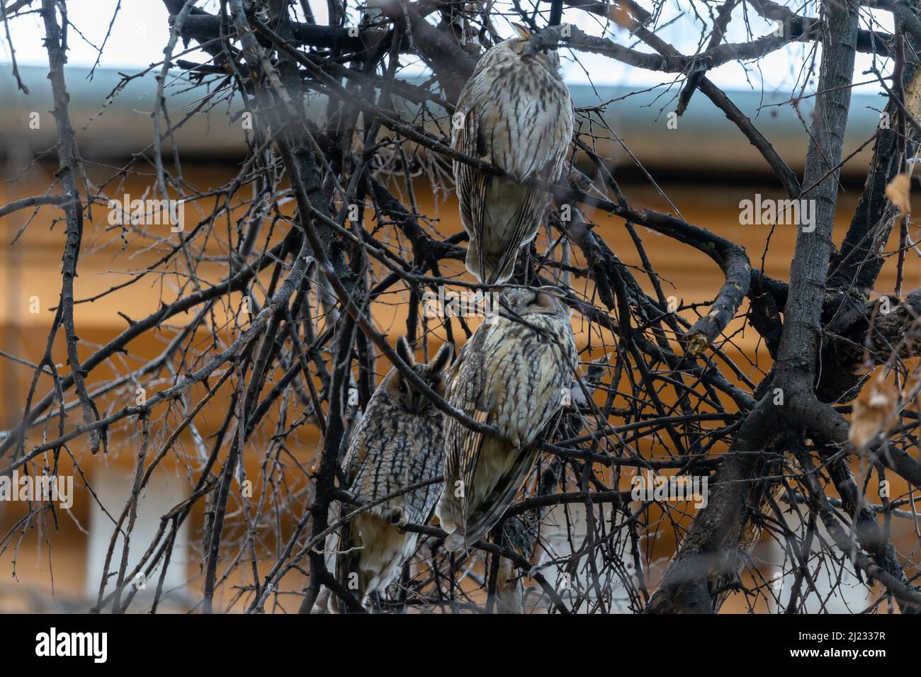 Owl hiding between branches hi-res stock photography and images - Alamy