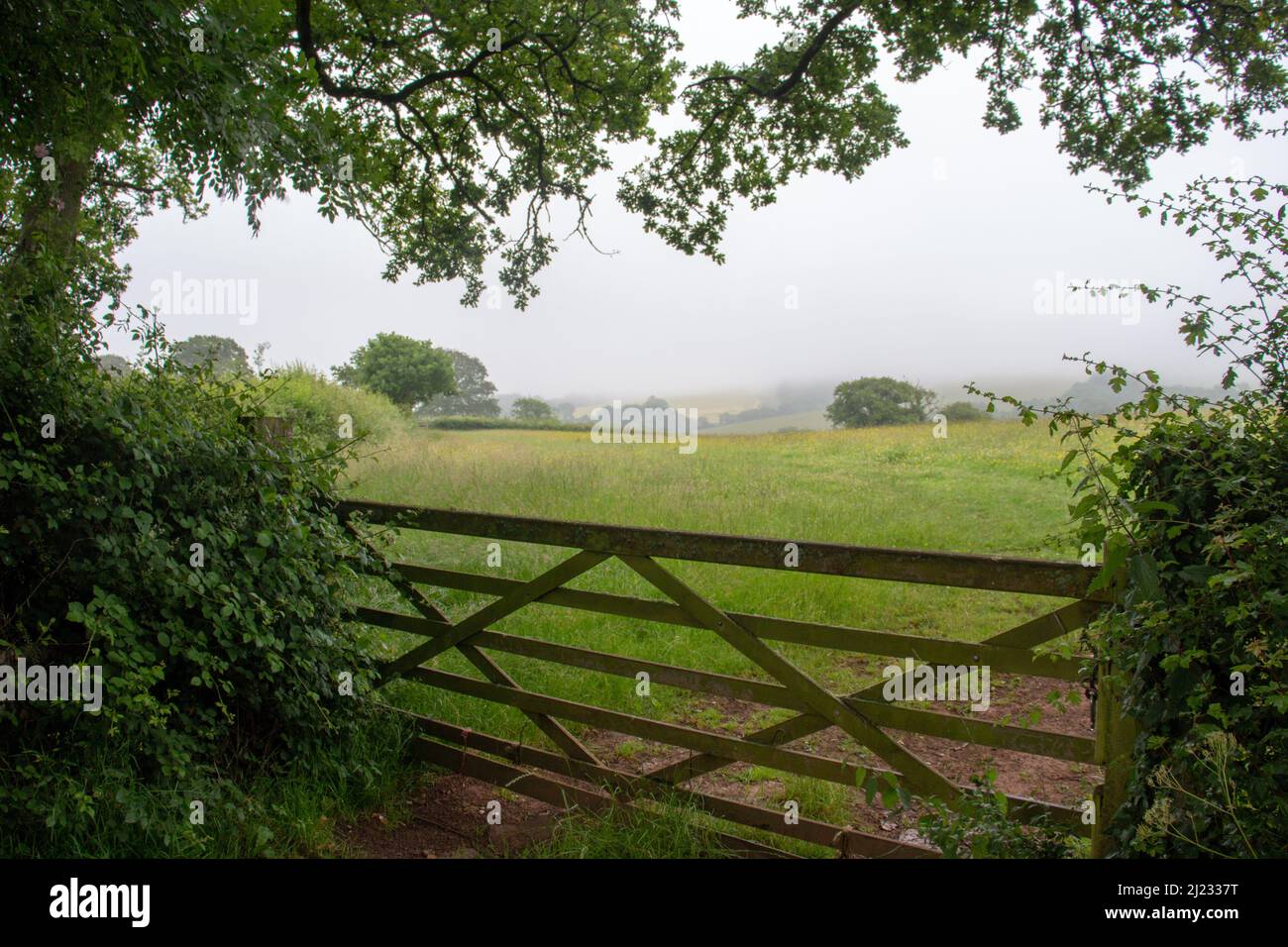 bucolic Devon countryside of green fields for hay and a cloudy blue sky ...