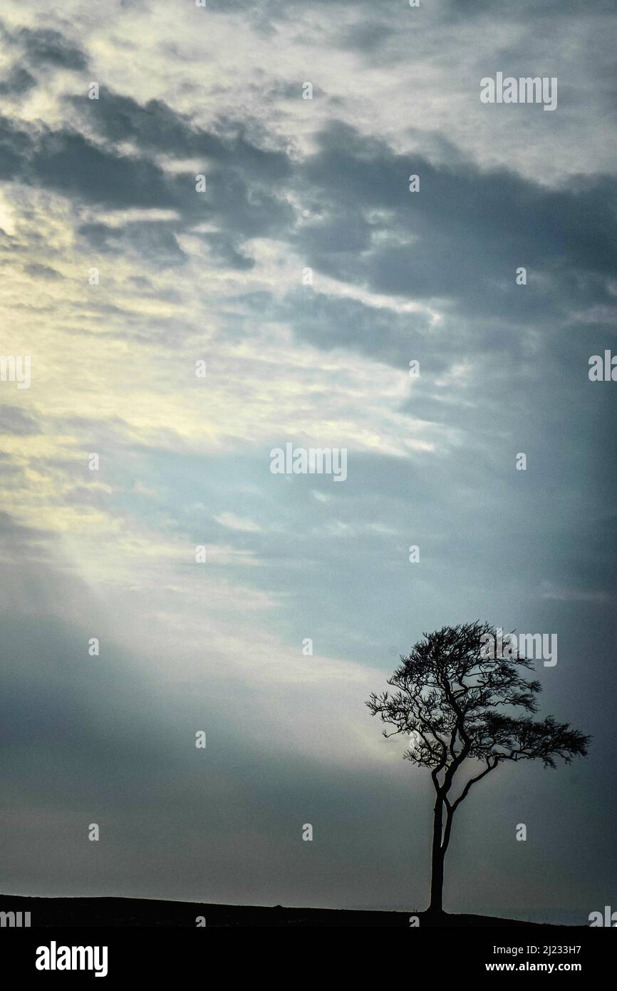 Lone tree and sunset hi-res stock photography and images - Alamy
