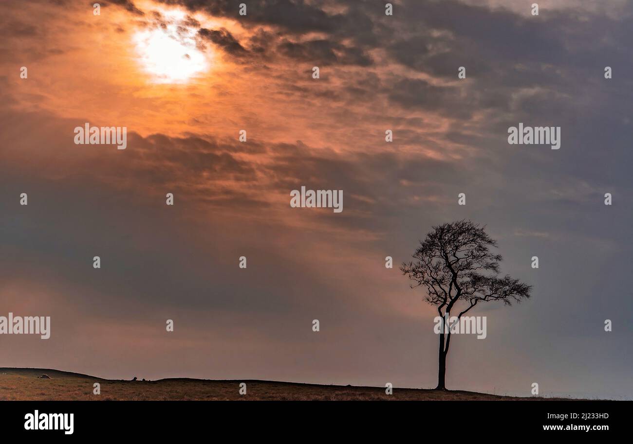 Lone tree at sunrise hi-res stock photography and images - Alamy
