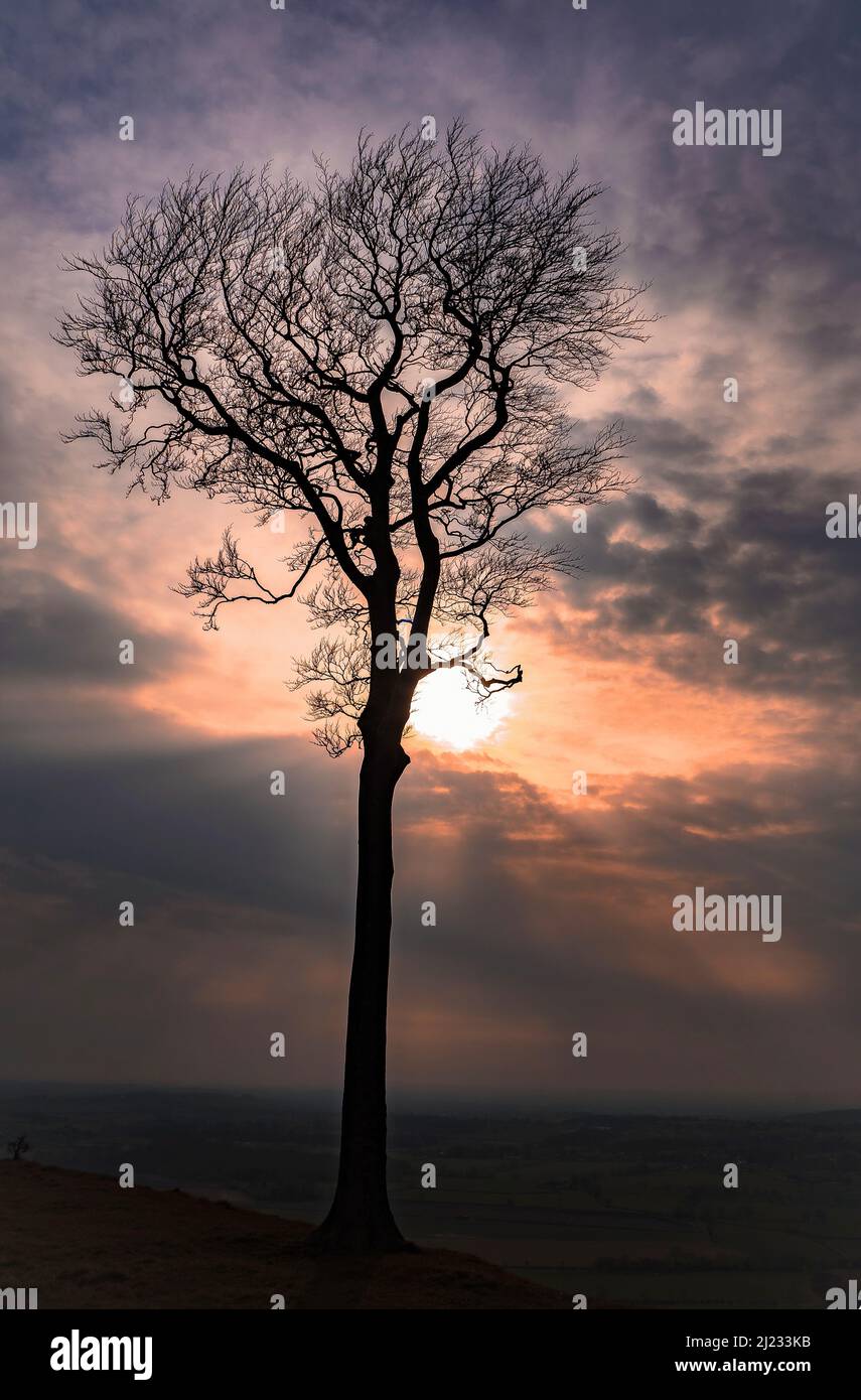 Lone tree and sunset hi-res stock photography and images - Alamy