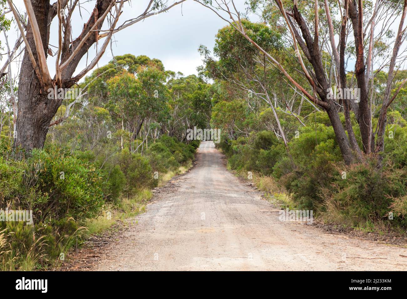 Gum tree dirt road hi-res stock photography and images - Alamy