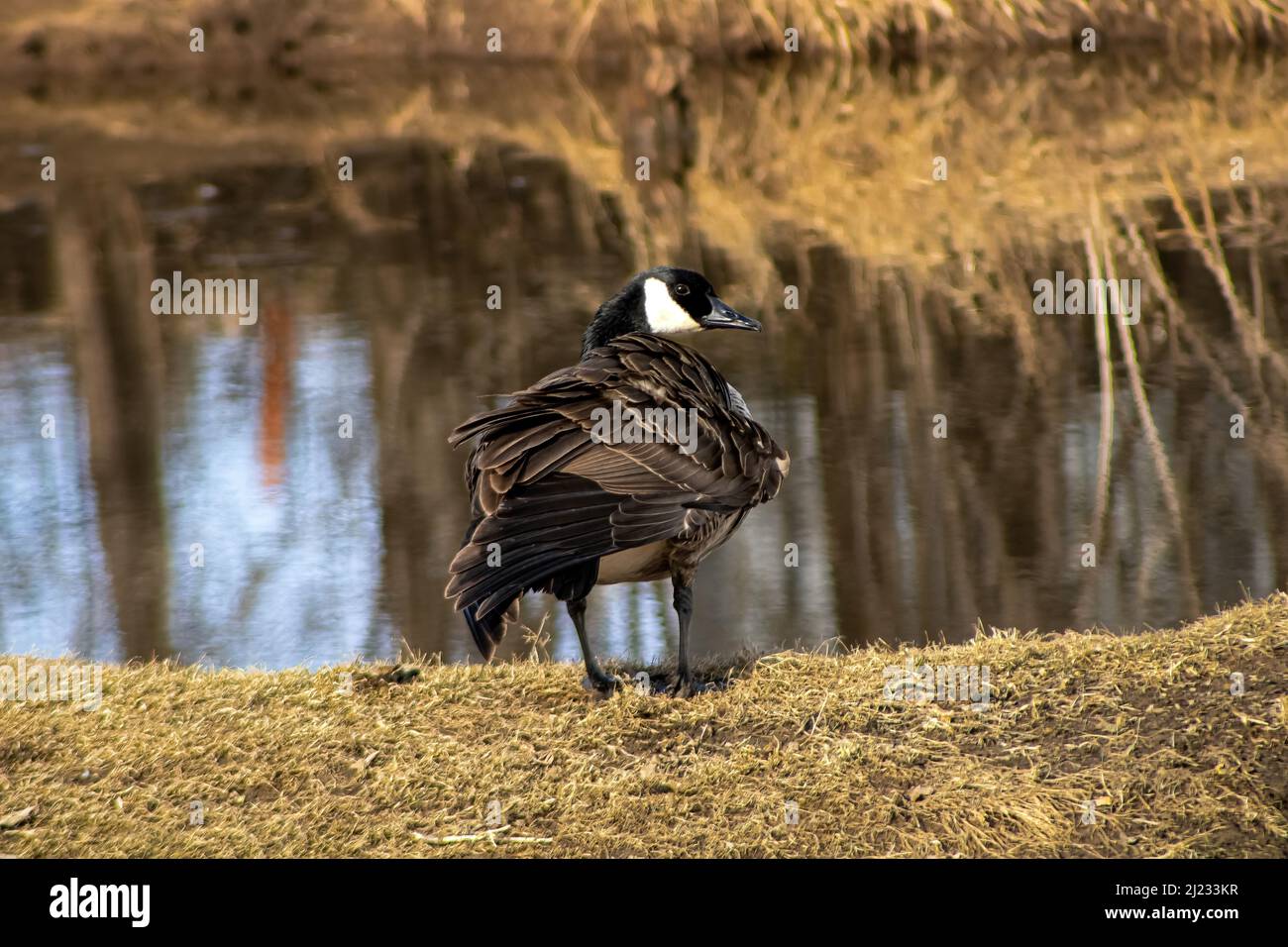 Spring is approaching as birds return to the area after winter Stock ...