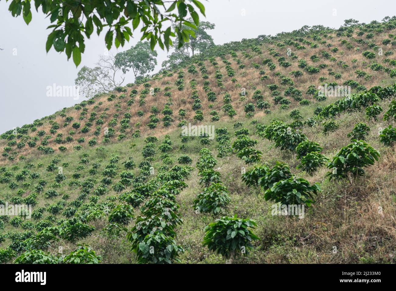 Coffee cultivation in the Colombian coffee-growing region. Coffee with ...