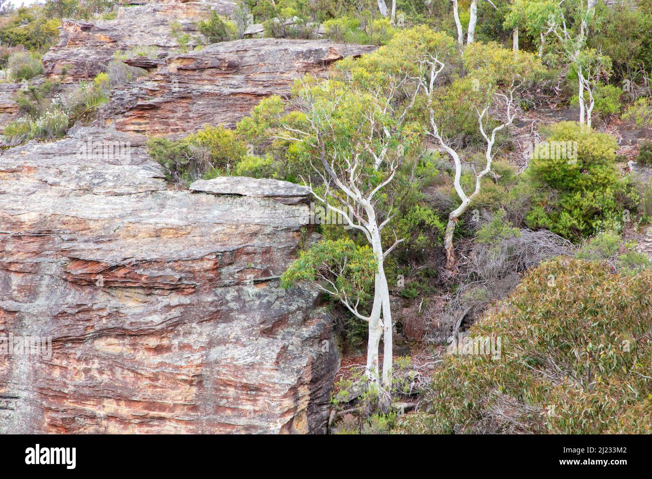 Photograph of large gum trees on a cliff face in The Central Tablelands ...