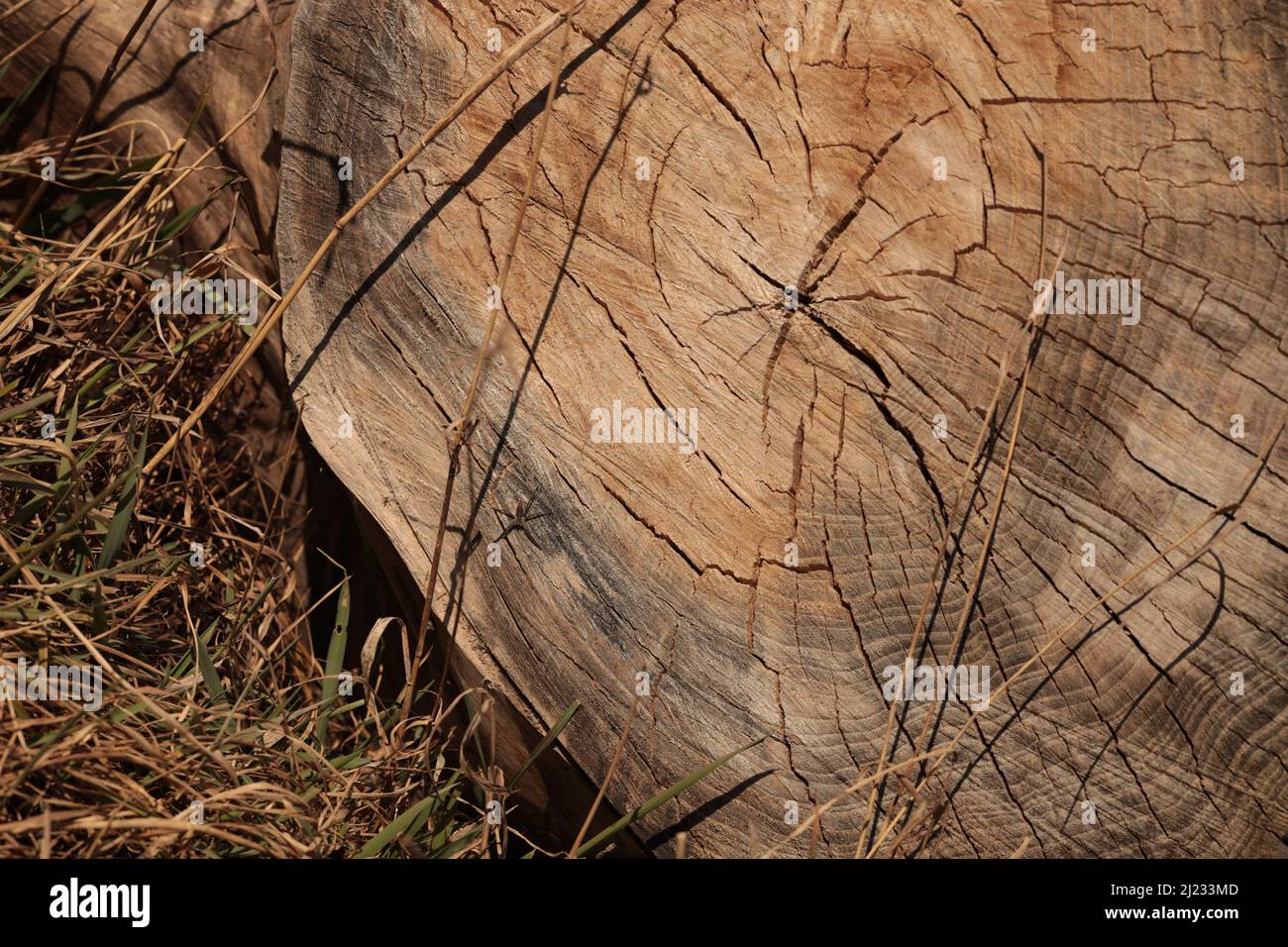 Beautiful shot trunk tree hi-res stock photography and images - Alamy