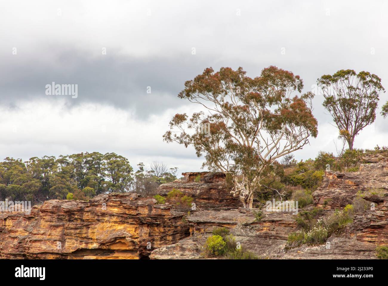 Photograph of large gum trees on a cliff face in The Central Tablelands ...