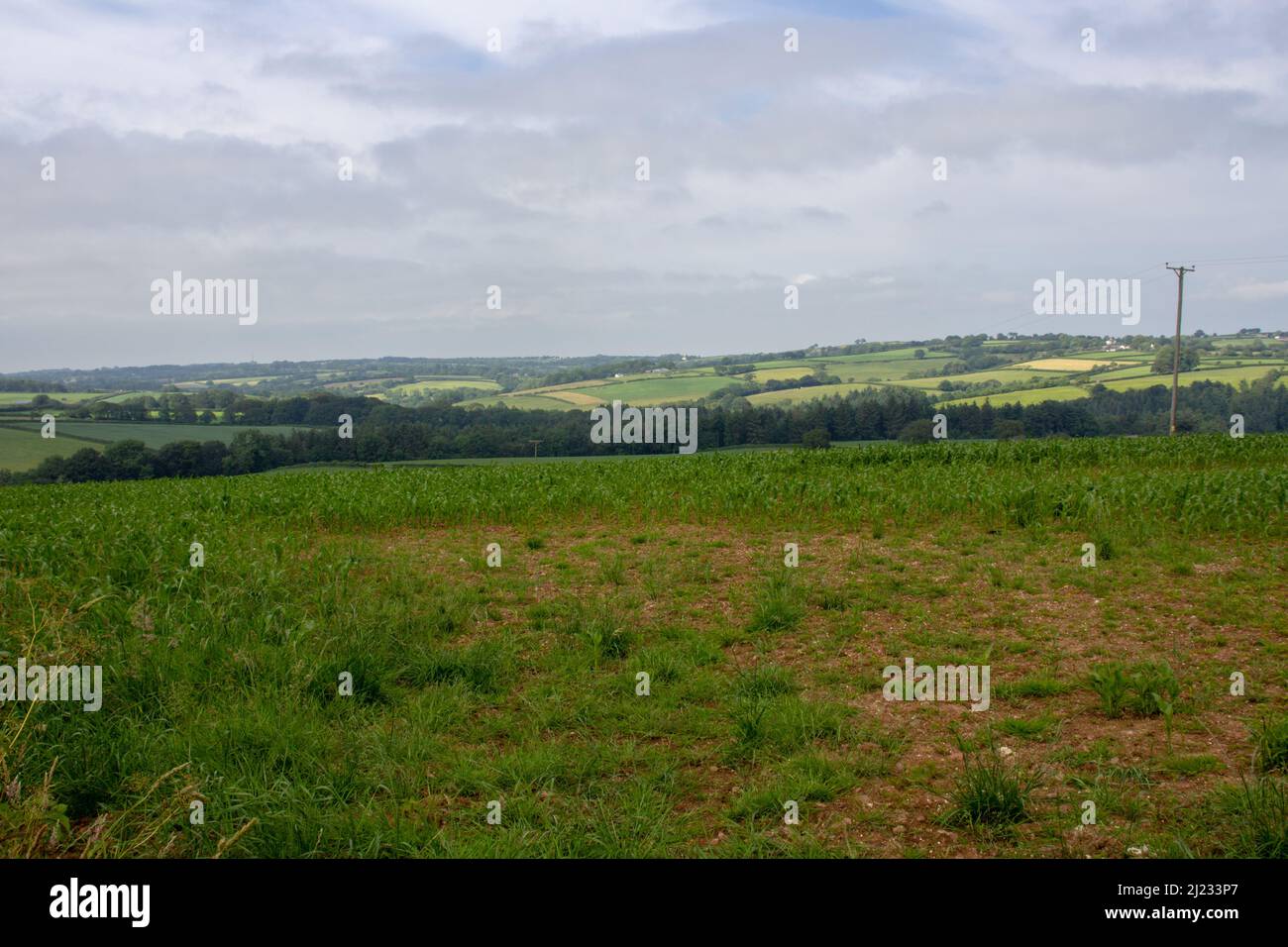 edge of a field of young corn plants with Devon hills in the background ...