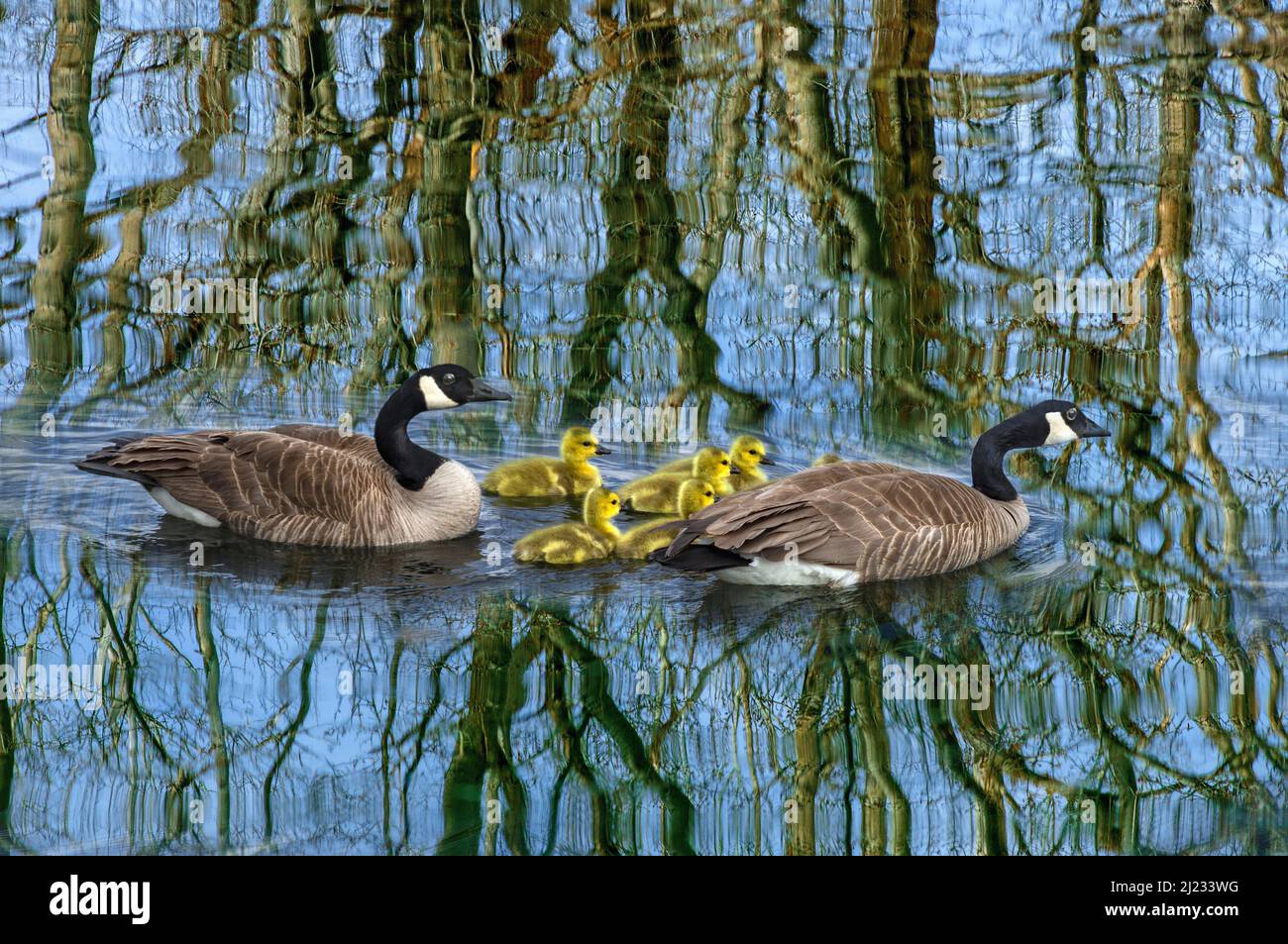 Canada geese, Marr Pond, Oregon Stock Photo - Alamy