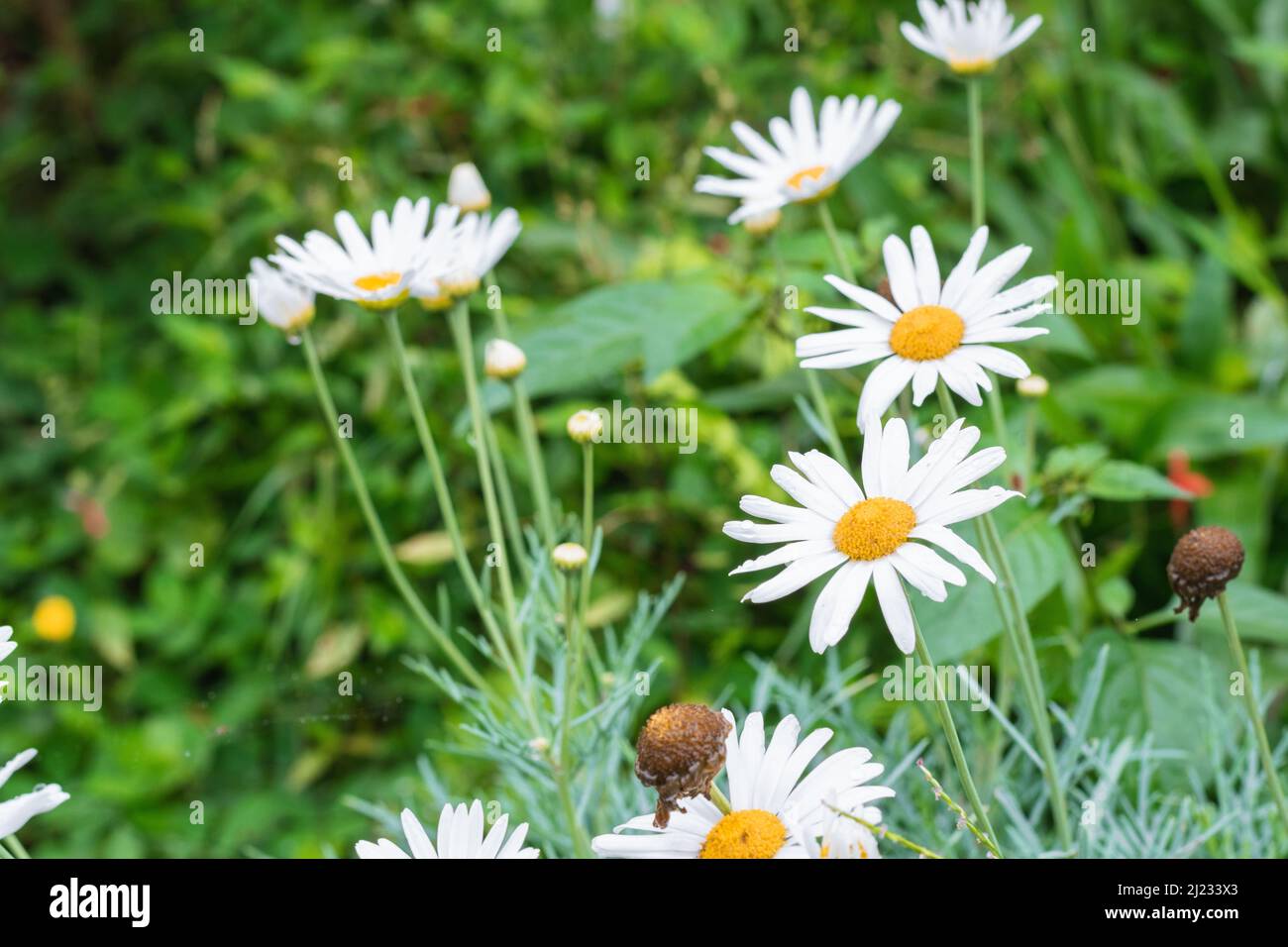 beautiful Bellis perennis or white daisy flowers with the morning dew ...