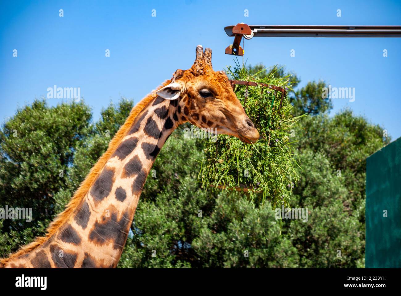Majorca wildlife hi-res stock photography and images - Alamy