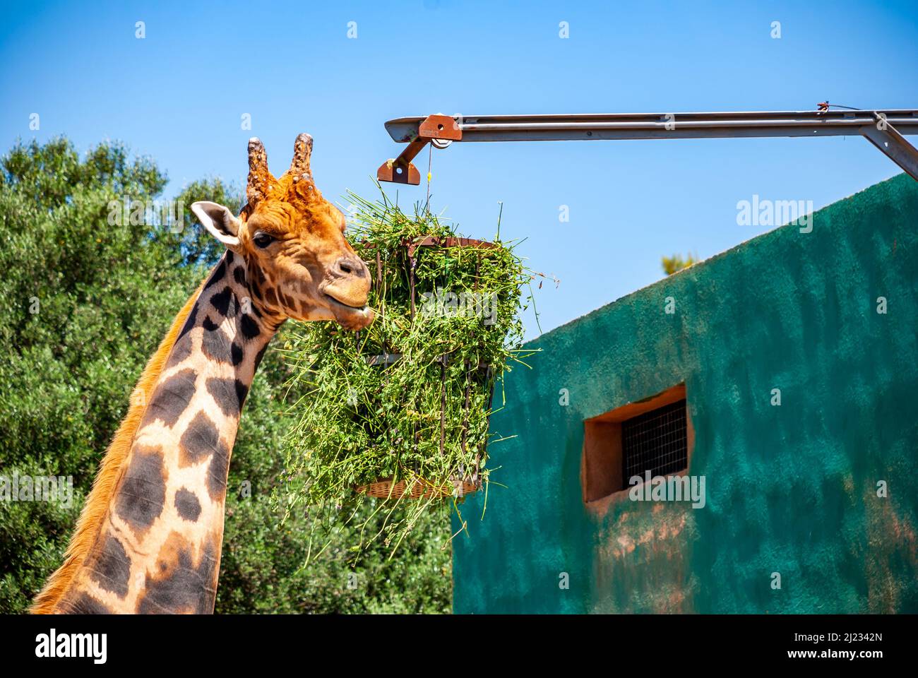 A closeup of a beautiful giraffe in a Safari park in Majorca, Spain ...