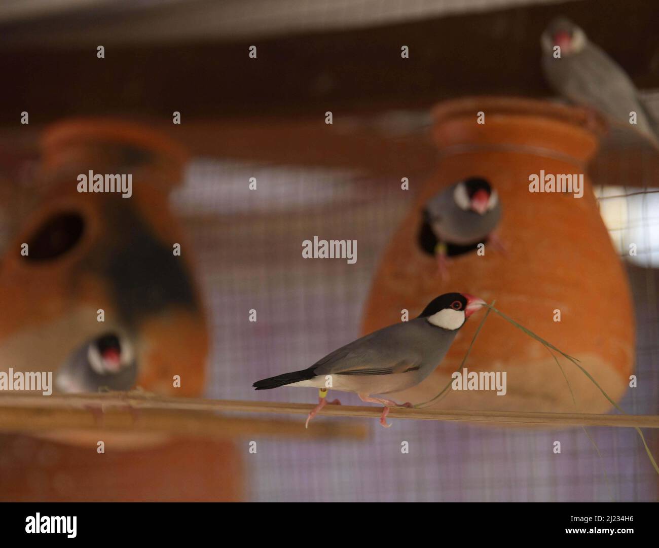 Java and Silver sparrows are nesting in a mud hole at a private bird ...