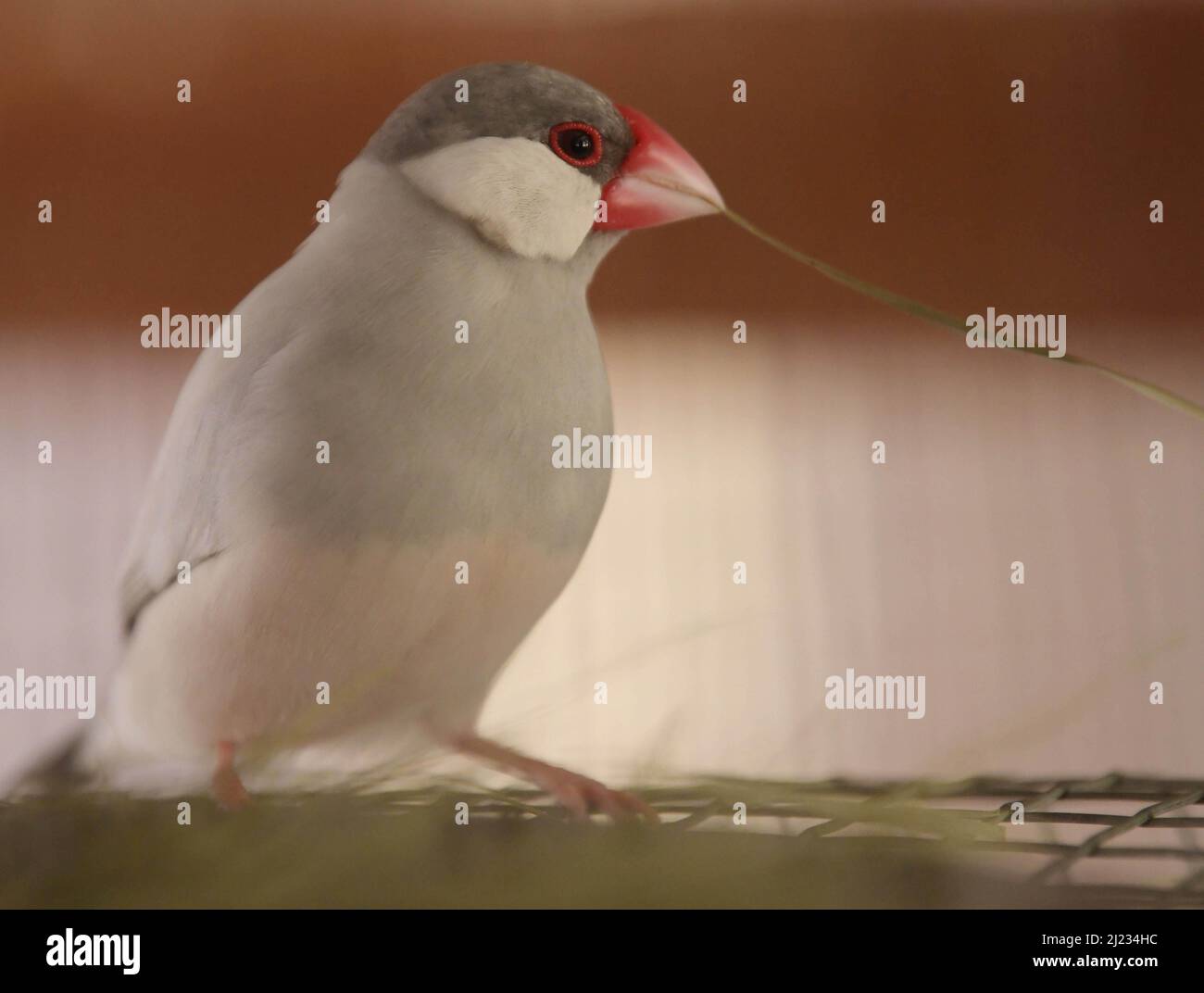 Java and Silver sparrows are nesting in a mud hole at a private bird ...