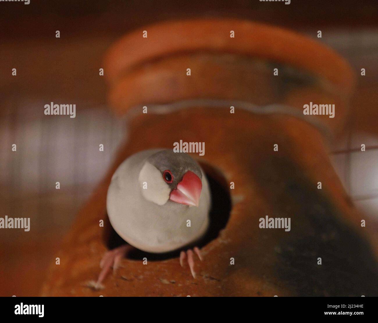 Java and Silver sparrows are nesting in a mud hole at a private bird ...