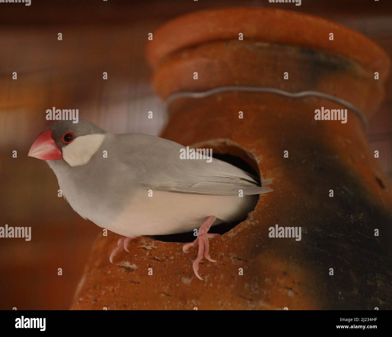 Java and Silver sparrows are nesting in a mud hole at a private bird ...