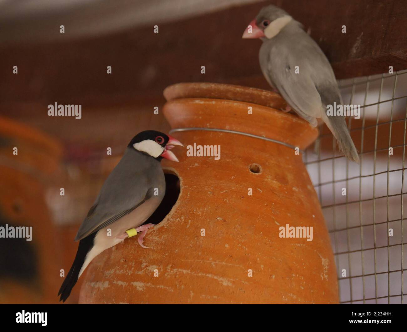 Java and Silver sparrows are nesting in a mud hole at a private bird ...